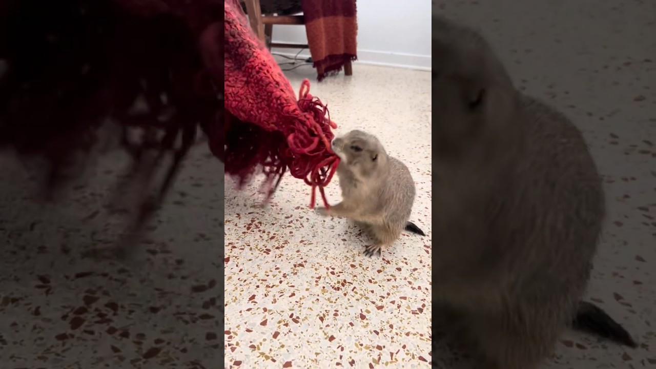 The cutest blanket thief you’ll ever see