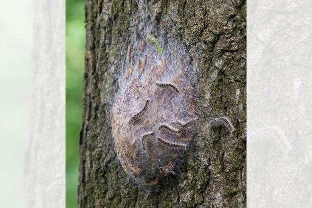 Warning issued over 'dangerous caterpillars' nesting on tree trunks