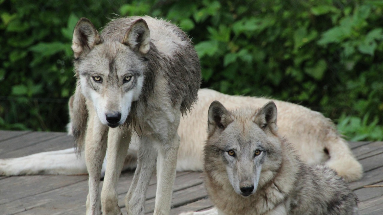 Gray wolves are quietly pushing into new territory to stay clear of ...