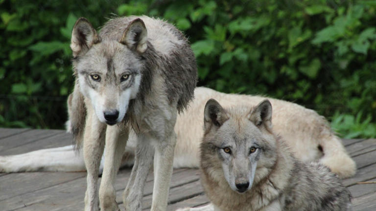 Gray wolves are quietly pushing into new territory to stay clear of ...
