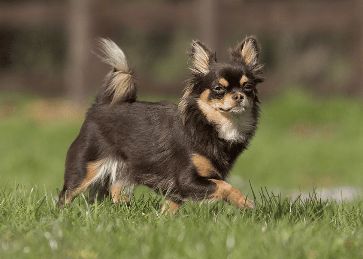 25 dog breeds no one wants to take home anymore, based on American ...