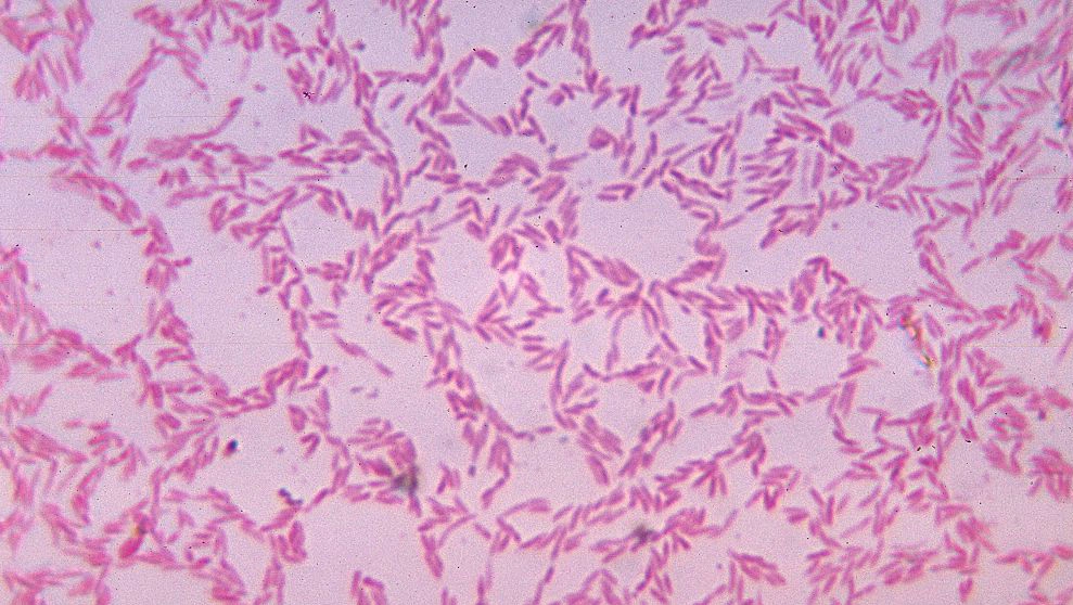 Gut health habits your future self will thank you for