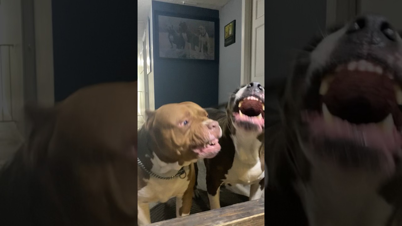 Why do dogs behave like this?