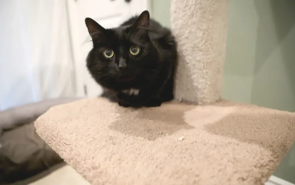 Amazon’s faux tree cat scratcher blends décor and play