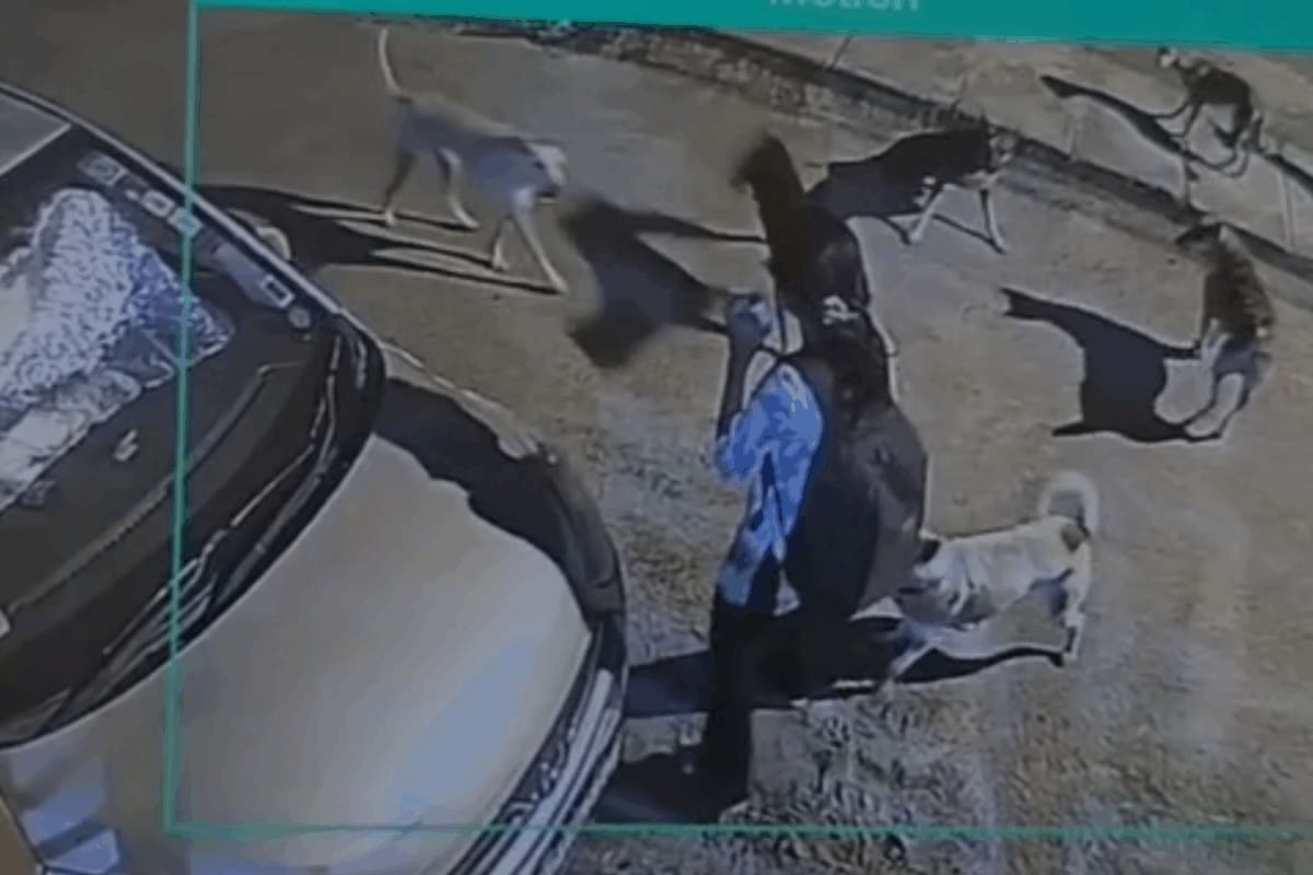 Bengaluru student attacked by pack of 15 stray dogs in Hoysala Nagar ...