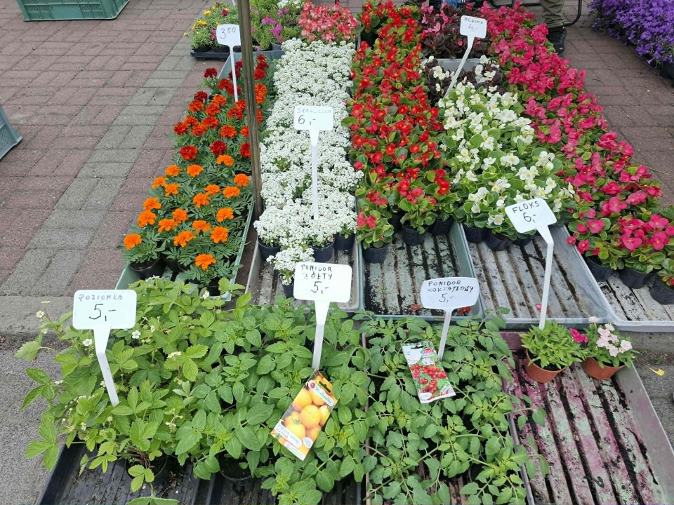 Co na balkon? Najmodniejsze kwiaty odporne na słońce. A może warzywa ...
