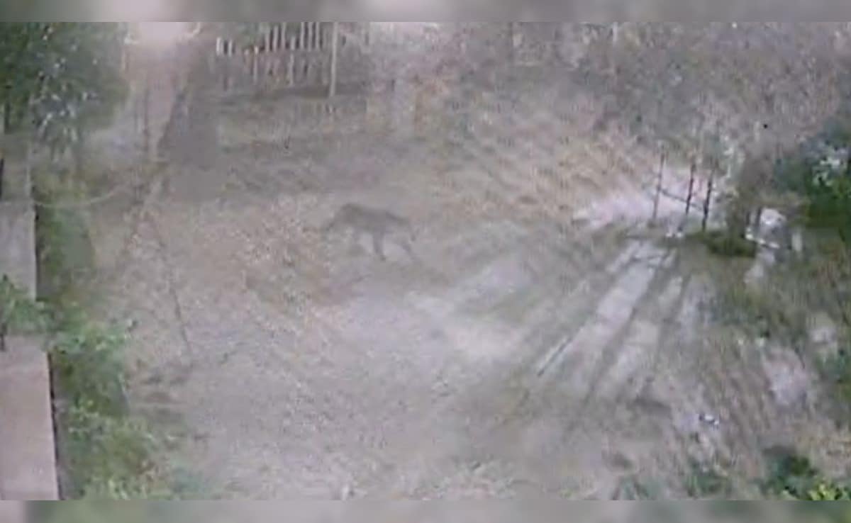 Leopard breaks into house compound in Rajasthan, kills pet dog tied to ...