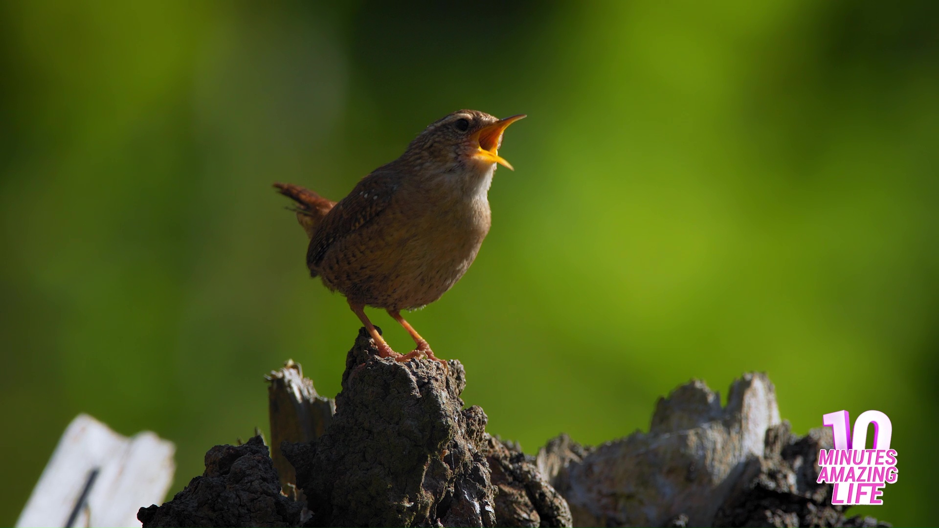 Eurasian wren showing impressive voice despite tiny body size