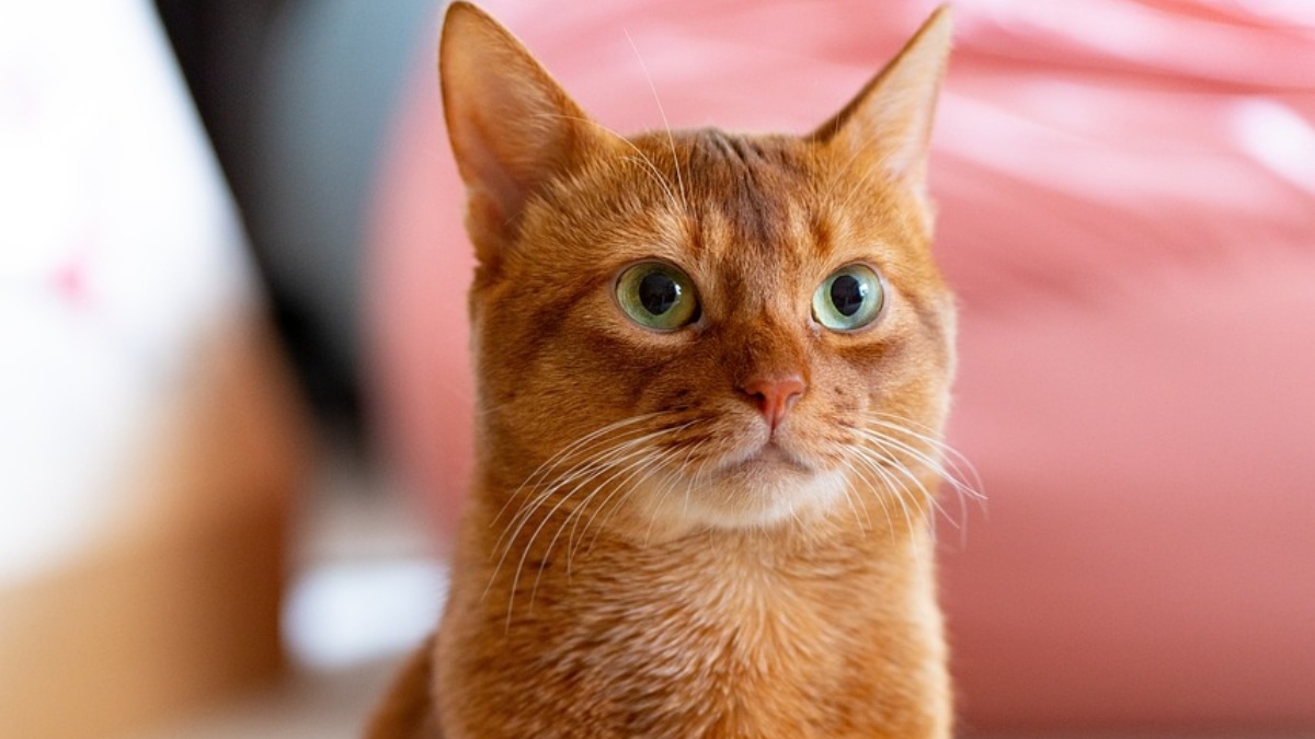 The signs of stress that almost no one notices in cats and that every ...