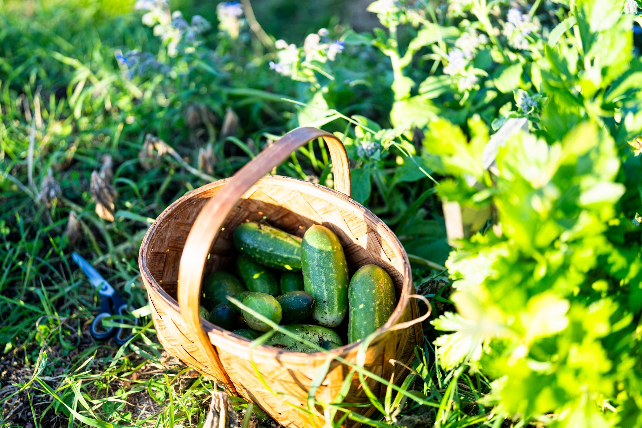 The best companion plants for cucumbers to help your whole garden ...
