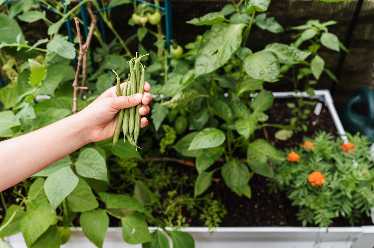 The best companion plants for cucumbers to help your whole garden ...