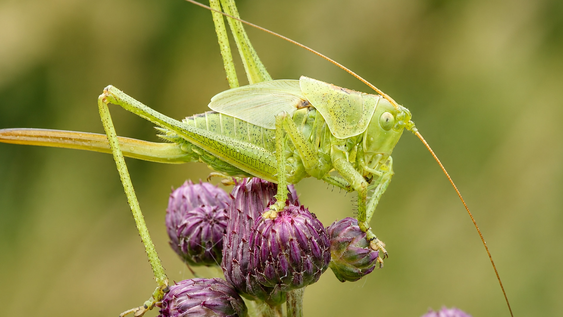 Hidden macro camera captures a giant katydid resting on wildflowers