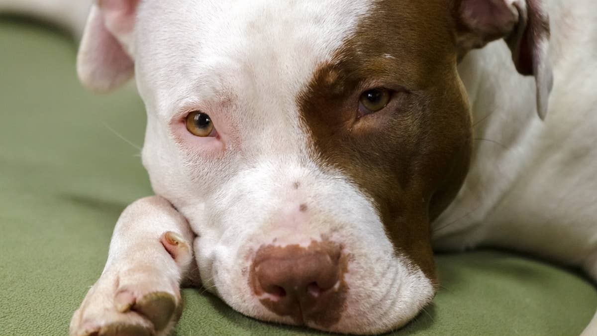 Pit bull puppy gets adorable piglet-themed package after life-saving ...
