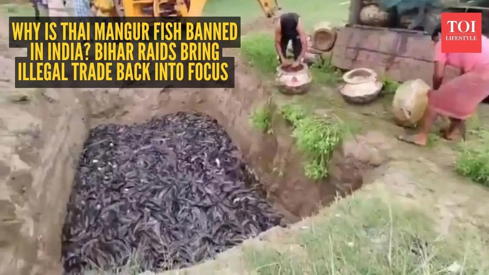 Why is Thai Mangur fish banned in India? Bihar raids bring illegal ...