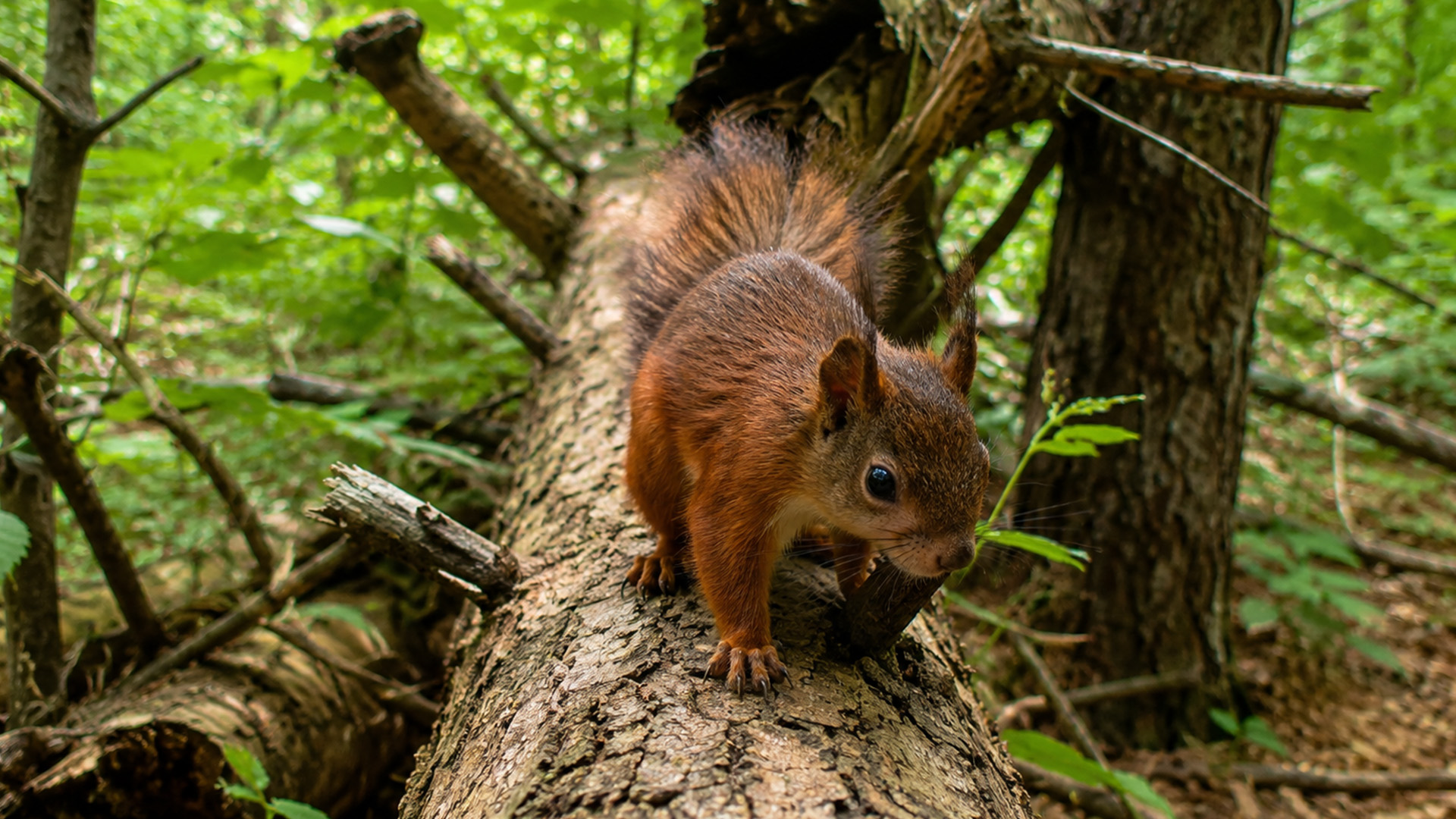 Our camera trap revealed something unexpected in the woods