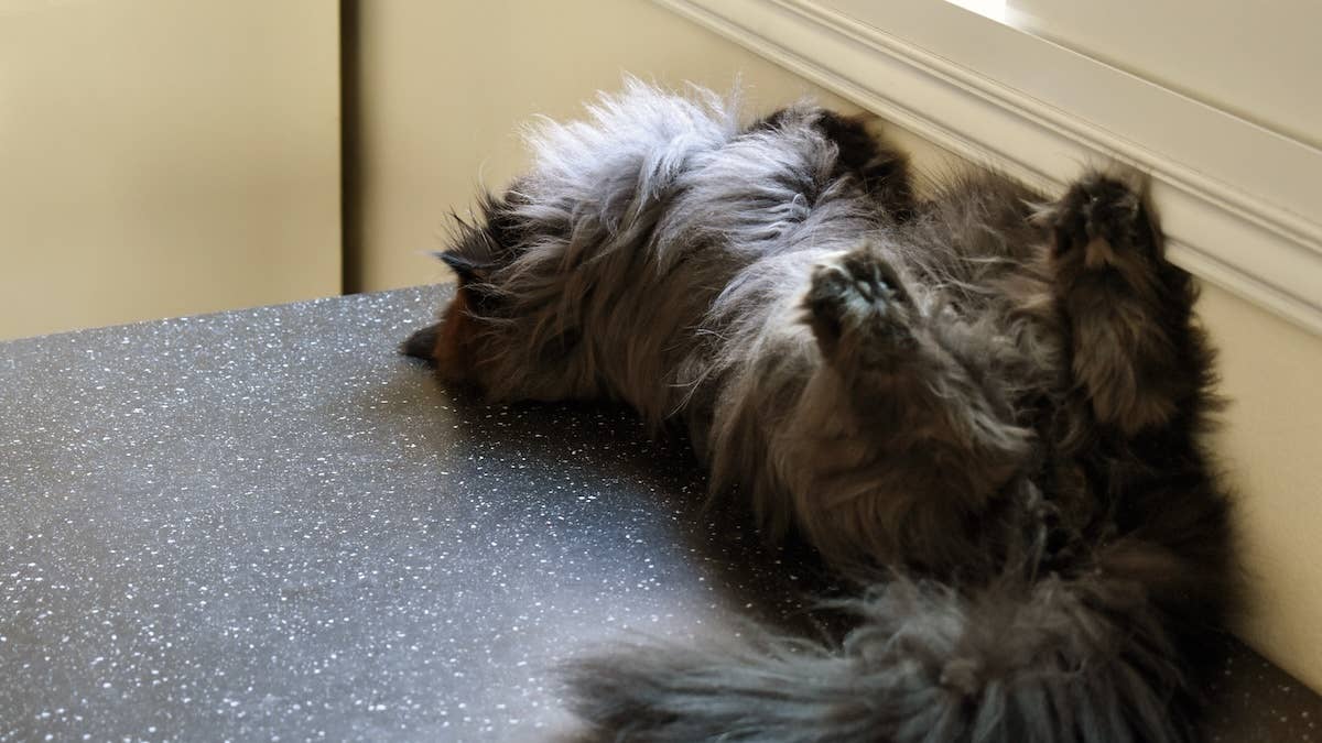 Meet Jimmy Dean, the rare munchkin Maine coon cat capturing everyone's ...