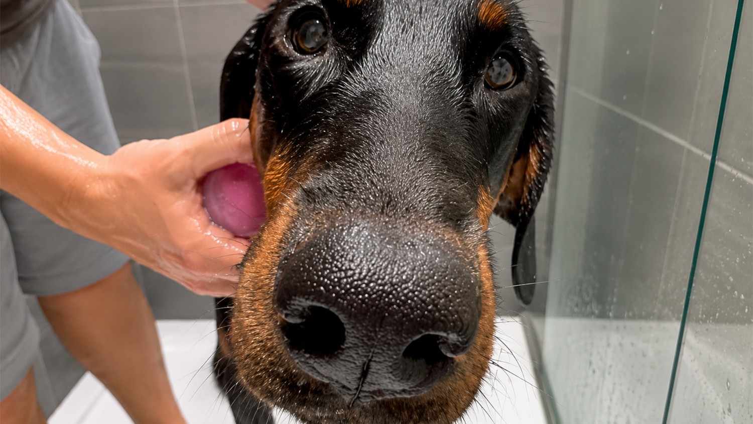 Doberman takes a bath she does not want