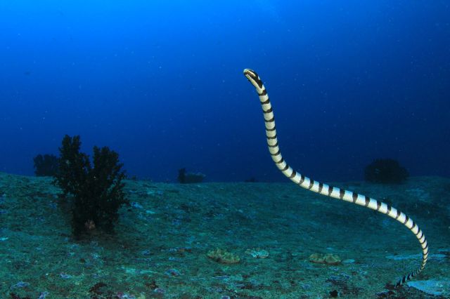 Sea snake slowly swallows moray eel head-last in unsettling video ...