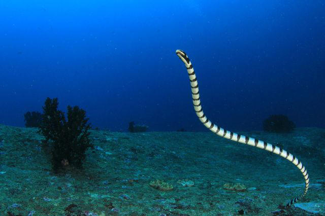 Sea snake slowly swallows moray eel head-last in unsettling video ...