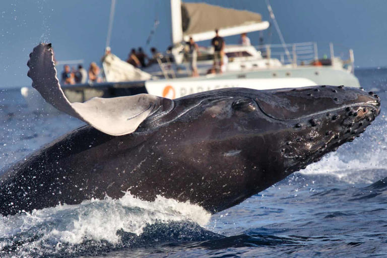 Humpback whales keep opening their mouths and nobody knows why