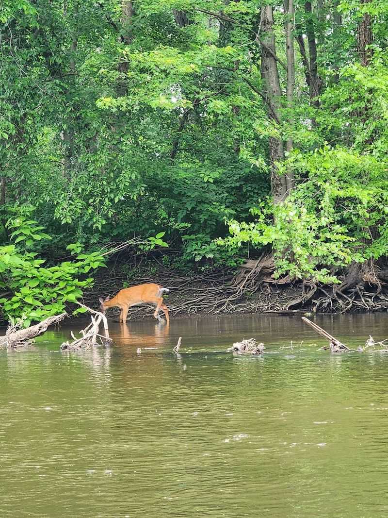 This winding 3.5-mile natural lazy river in Indiana is the ultimate way ...