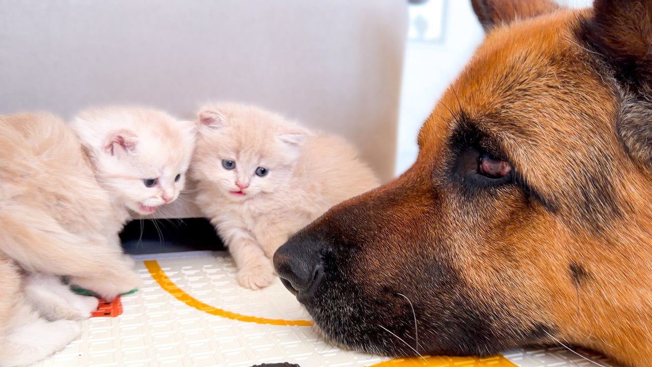 Tiny kittens curious about a German shepherd