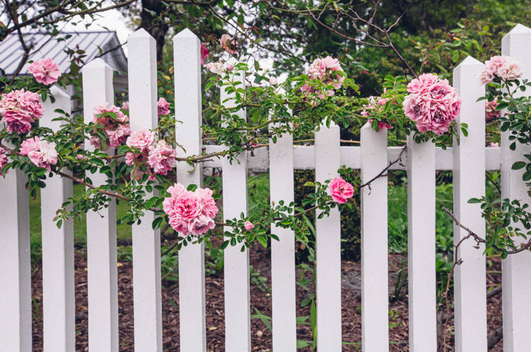How to train climbing flowers to grow exactly where you want them