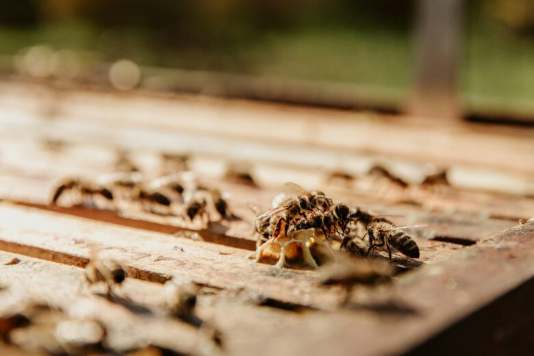 10 dangerous insects that can damage your home (and more)