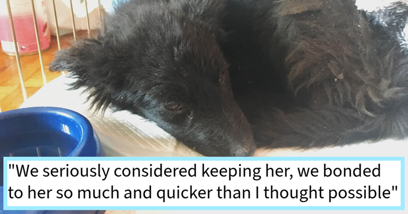 Abandoned puppy found in the middle of nowhere brought back from the ...
