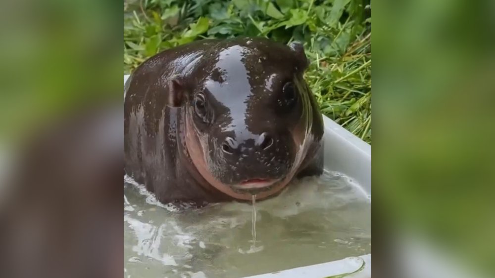 Mini-Hippo feiert Plansch-Premiere im Zoo Berlin