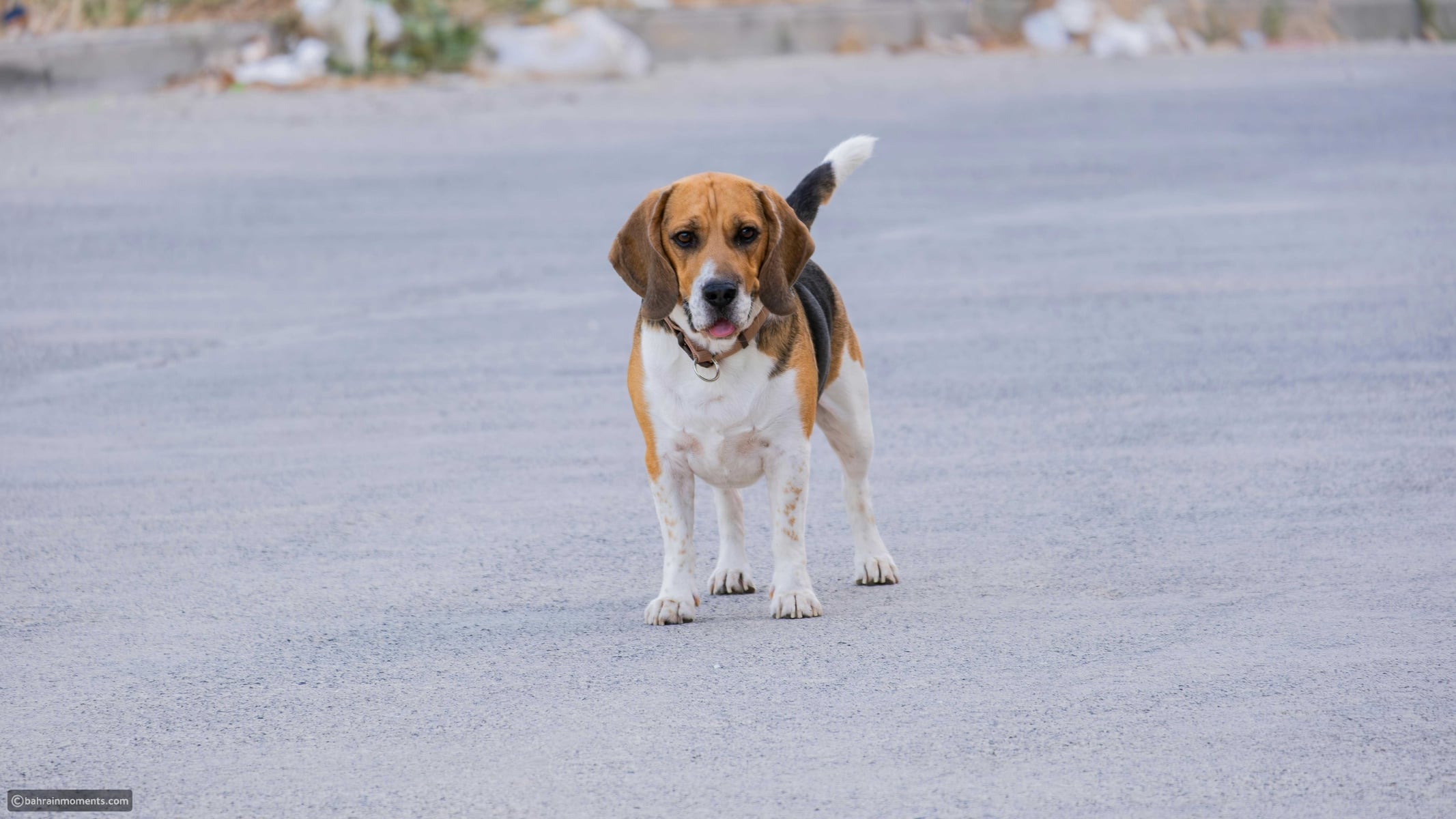 The dog breeds that would abandon you without a second thought