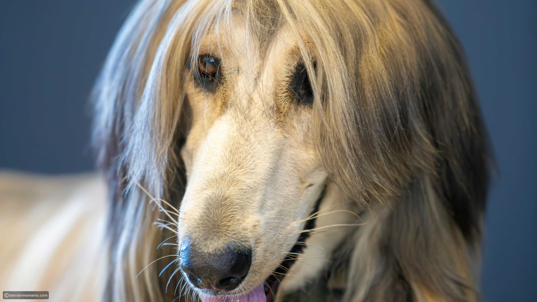 The dog breeds that would abandon you without a second thought