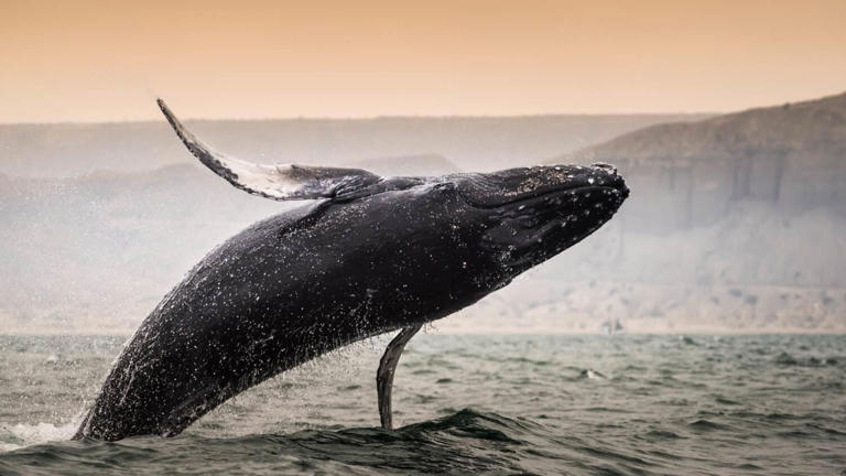 How two maverick whales just rewrote the marine biology textbooks