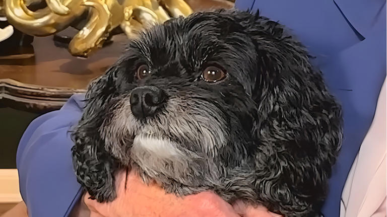 Sally Field's cavapoo adorably mimics her expressions as she sits for ...