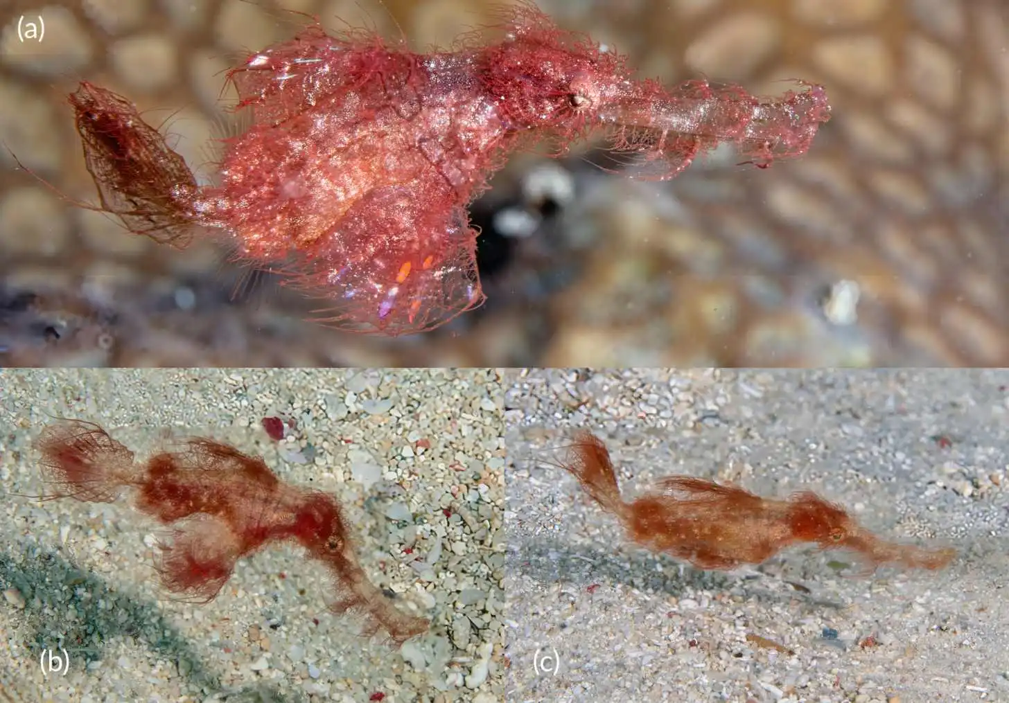 A new fish species has been named after Mr. Snuffleupagus from Sesame ...