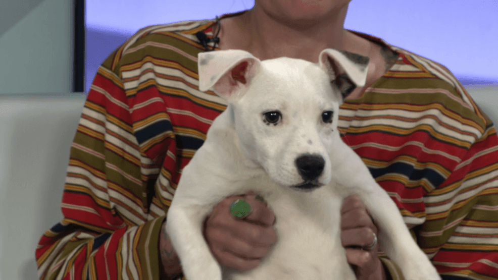 Adopt today: Meet Edgar