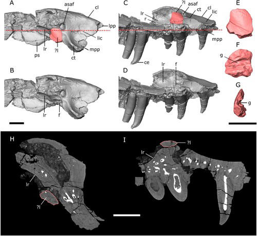 83-million-year-old crocodile lizard fossil found in France challenges ...