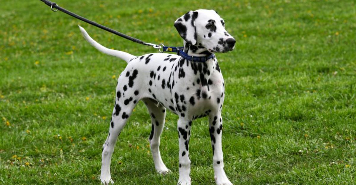 Retractable leash debates are back – these 10 breeds are mentioned the most