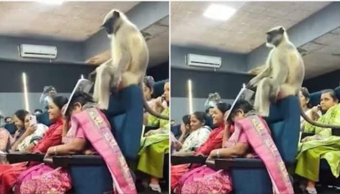 Uninvited guest: Wild monkey crashes census training session in Gujarat ...