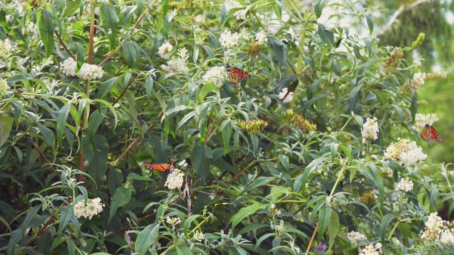Plant daddy: Butterfly bush alternatives, Japanese maples & more