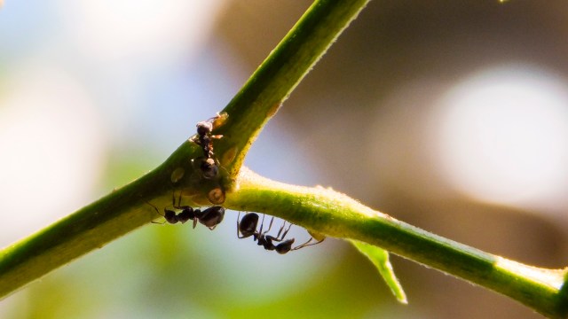 Mississippi tracks invasive Asian needle ant whose painful sting can ...