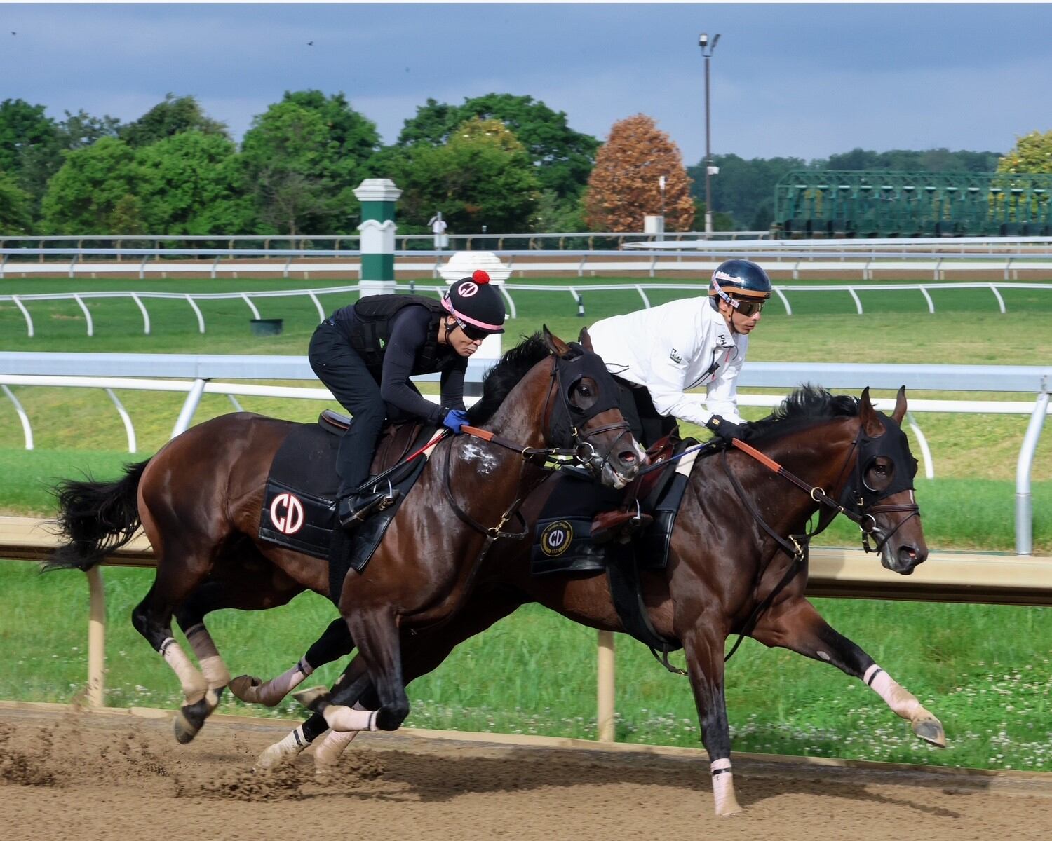 Kentucky Derby winner Golden Tempo breezes 5 furlong workout for Belmont