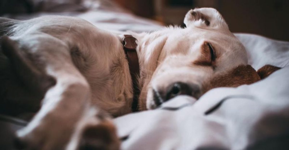 12 beautiful signs your dog feels deeply loved, emotionally safe, and ...