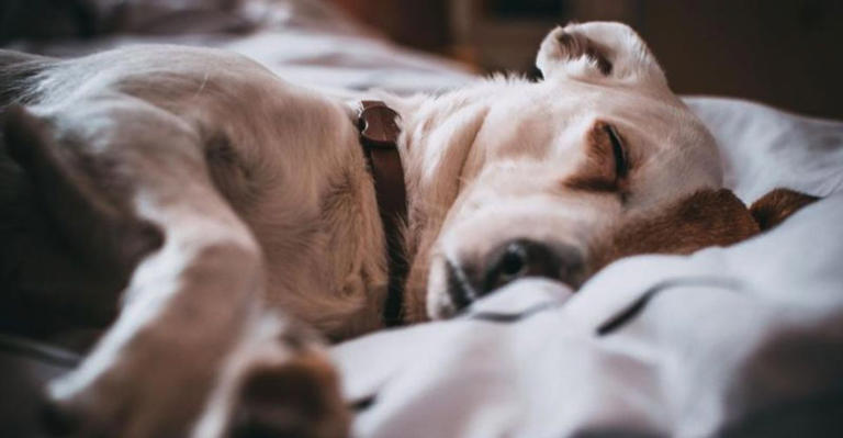 12 beautiful signs your dog feels deeply loved, emotionally safe, and ...