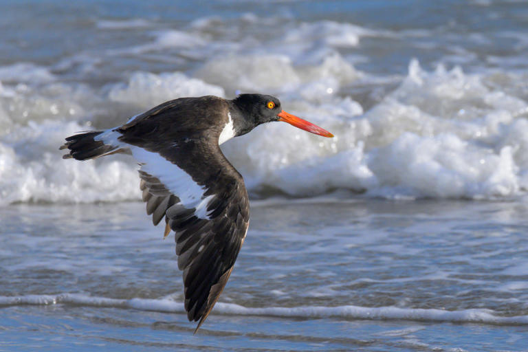 Jersey Shore beach roped off to protect nesting birds just in time for ...