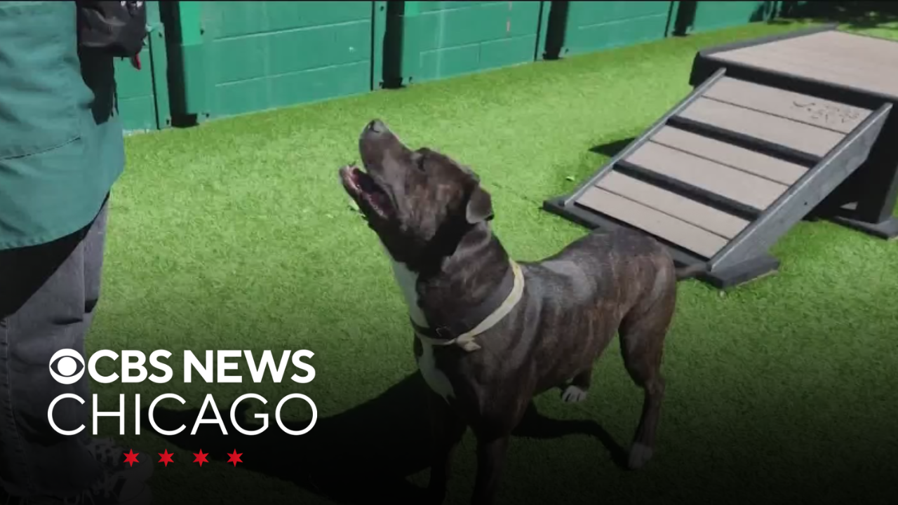 PAWS Chicago pet of the week: Humberto