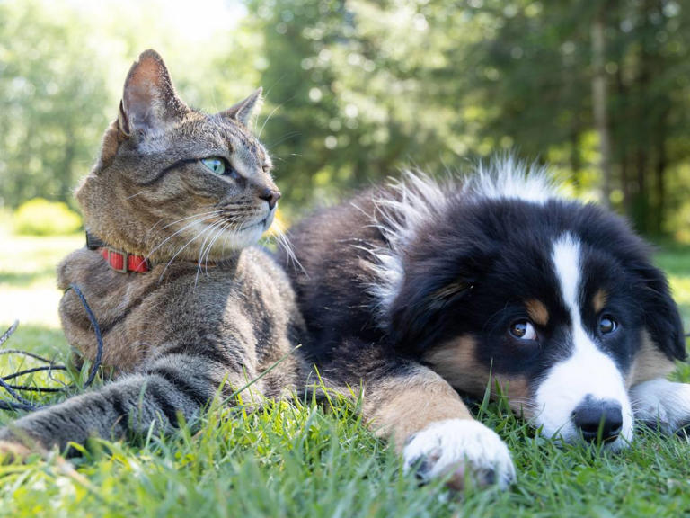 Collari AI per capire cani e gatti: ecco i dispositivi che promettono ...