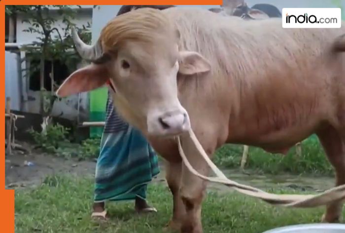 Iran mocks Donald Trump as viral buffalo resembling him loses appetite ...