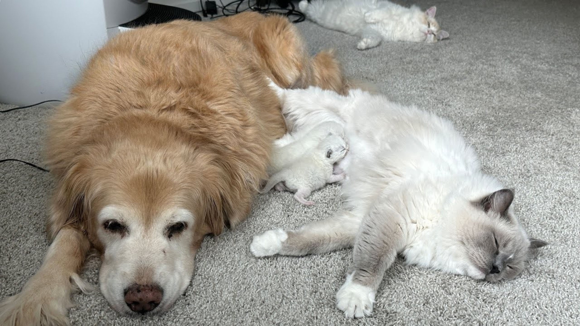 Lucy is not letting anyone steal these kittens