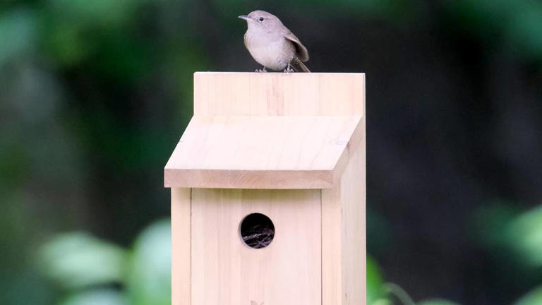 Amazon's 'beautiful' cedar bird house is just $15 — 'wrens moved right in!'